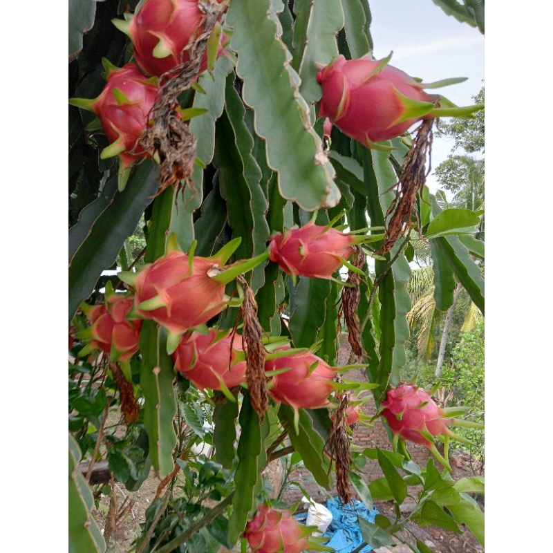 Jual buah naga putih 1.KG | Shopee Indonesia