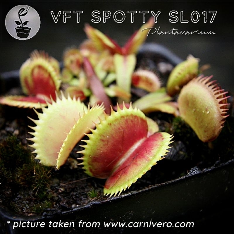 Jual Tanaman Karnivora Pemakan Serangga Venus Flytrap VFT Spotty SL017 | Shopee Indonesia