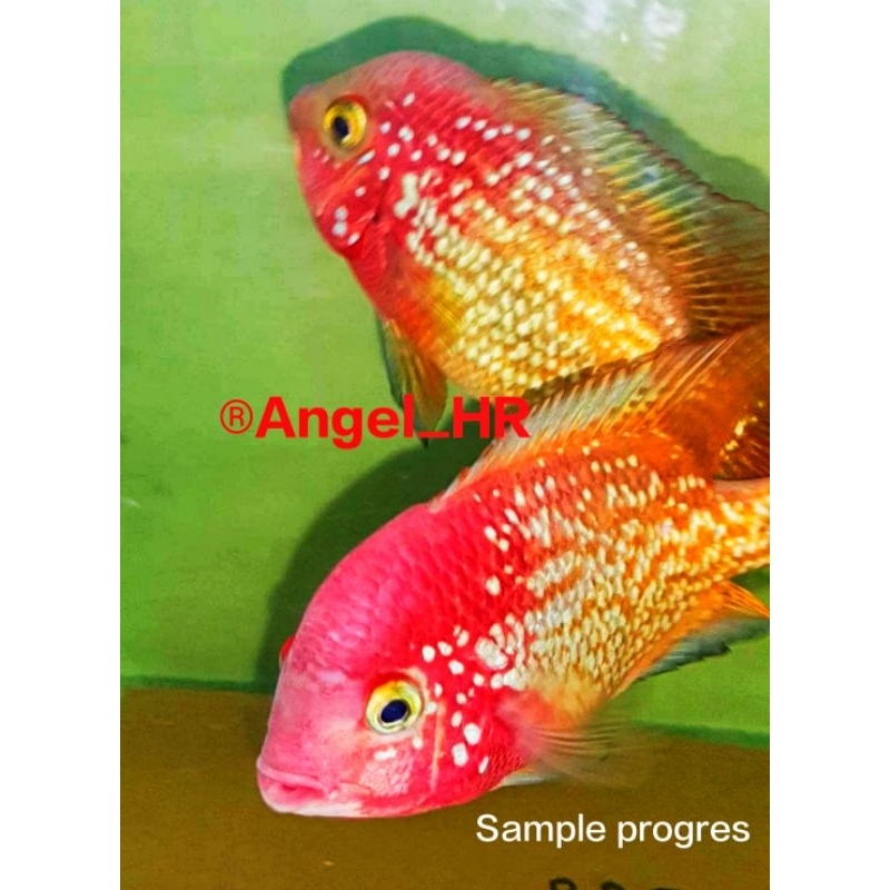 Jual HR-Burayak super red kamfa f1 vieja synspilum original | Shopee ...
