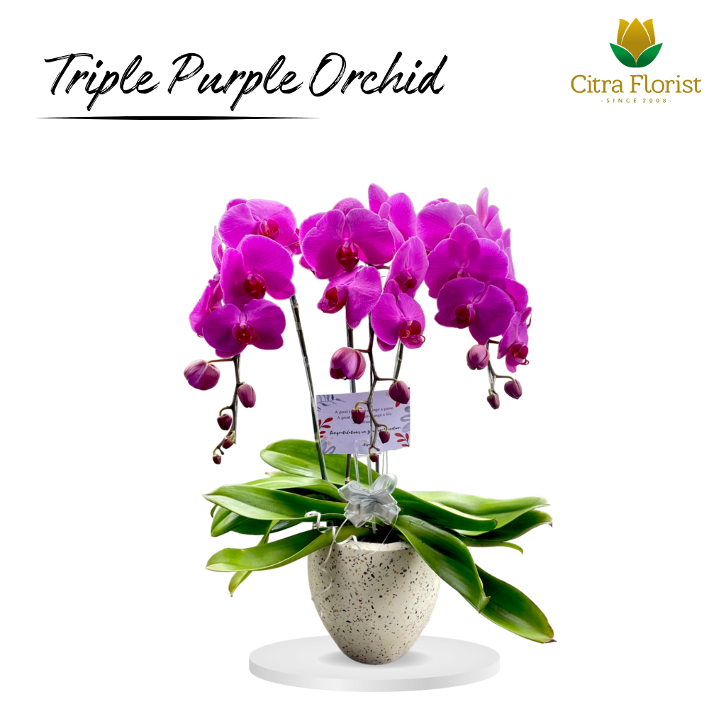 Jual TRIPLE PURPLE ORCHID ANGGREK BUNGA FRESH | Shopee Indonesia