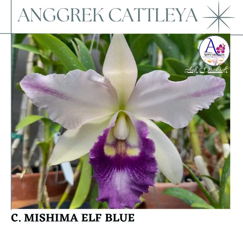 Jual Anggrek Cattleya Mishima Elf Blue | Shopee Indonesia