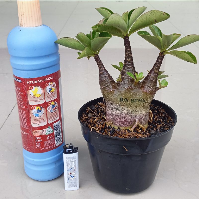 Jual Adenium Karakter ID. RED BRECELED × BFNK ( BLACK SKIN ) | Shopee ...