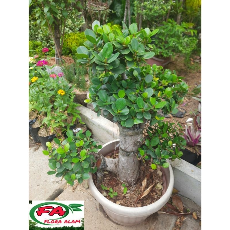 Jual Tanaman Bonsai Beringin Dollar Bercabang | Shopee Indonesia