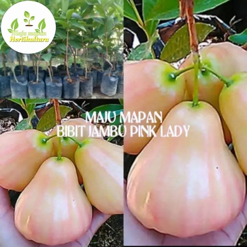 Jual BIBIT JAMBU AIR PINK ROSE LADY (SUPER) | Shopee Indonesia