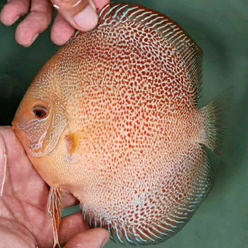Jual Ikan Discus Super Panthera Eruption 4,5" Female | Shopee Indonesia