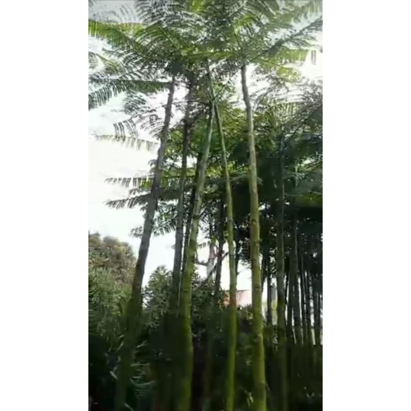 Jual Pakis brazil atau solobium tinggi 5 meter | Shopee Indonesia