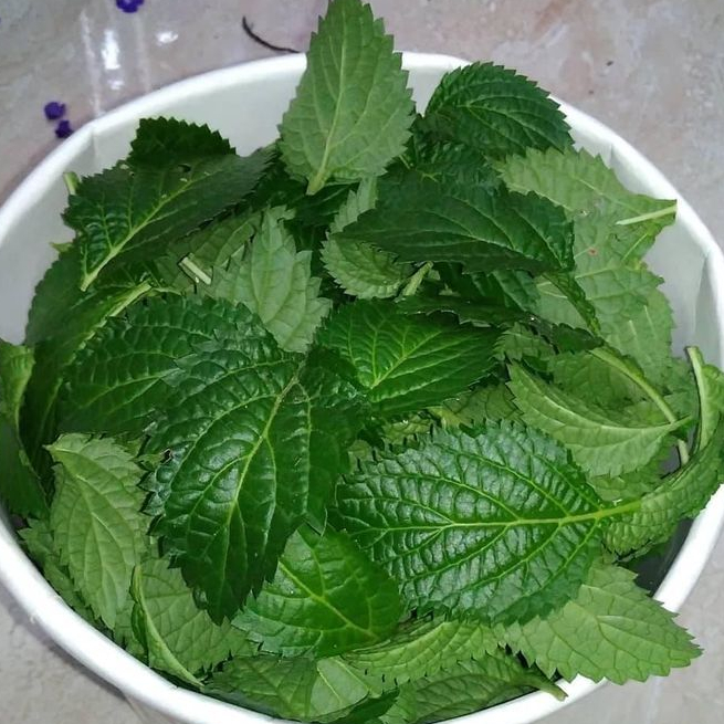 Jual daun jarong/pecut kuda segar 100 lembar tanaman herbal | Shopee ...