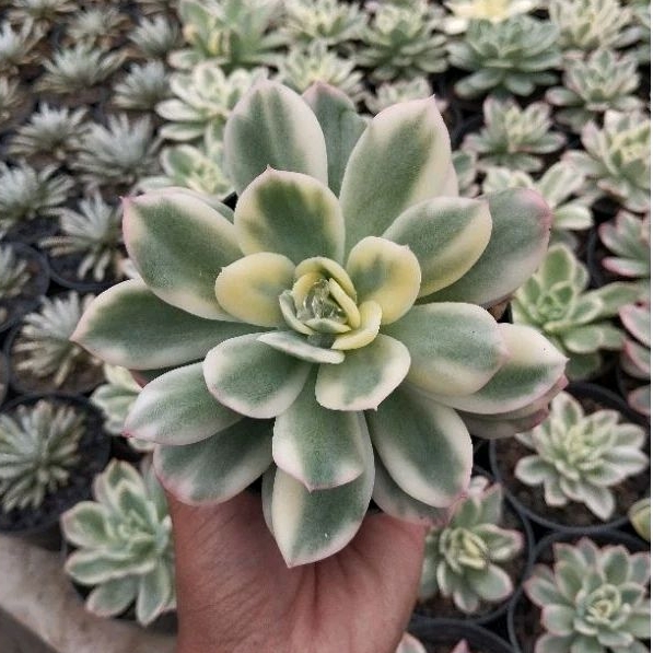Jual Echeveria lemon varigata ukuran besar Sekulen Tanaman hias ...