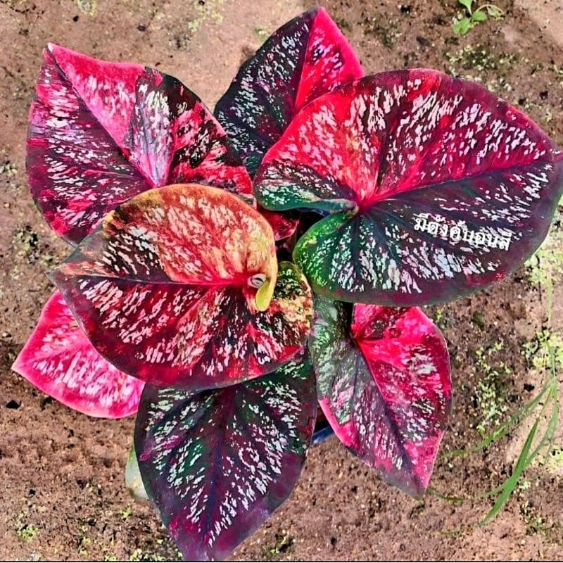 Jual Caladium Thai Series Super Jawara 1-3 Daun Tanaman Keladi Hias Murah Impor Thailand Import ...