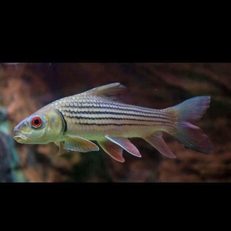 Jual Julieni Barb / Ikan Thank Mate / Thank Mate Sultan Rare Item ...