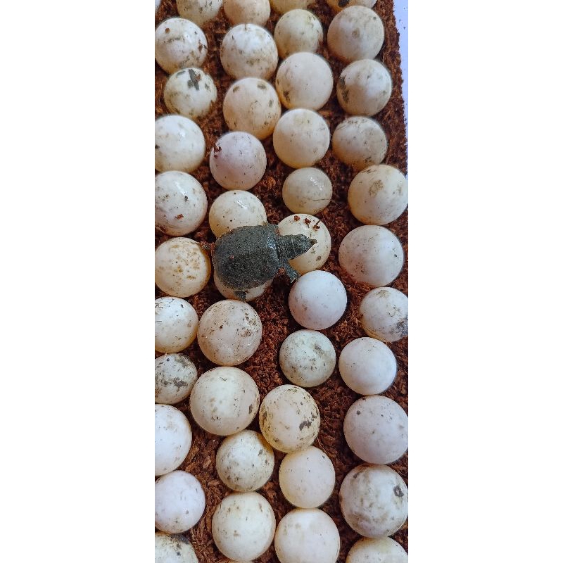 Jual PROMO telor bulus siap netas | Shopee Indonesia