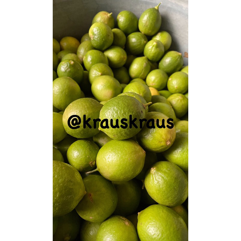 Jual Jeruk Lemon Lokal FRESH dari pohon Minim biji | Shopee Indonesia