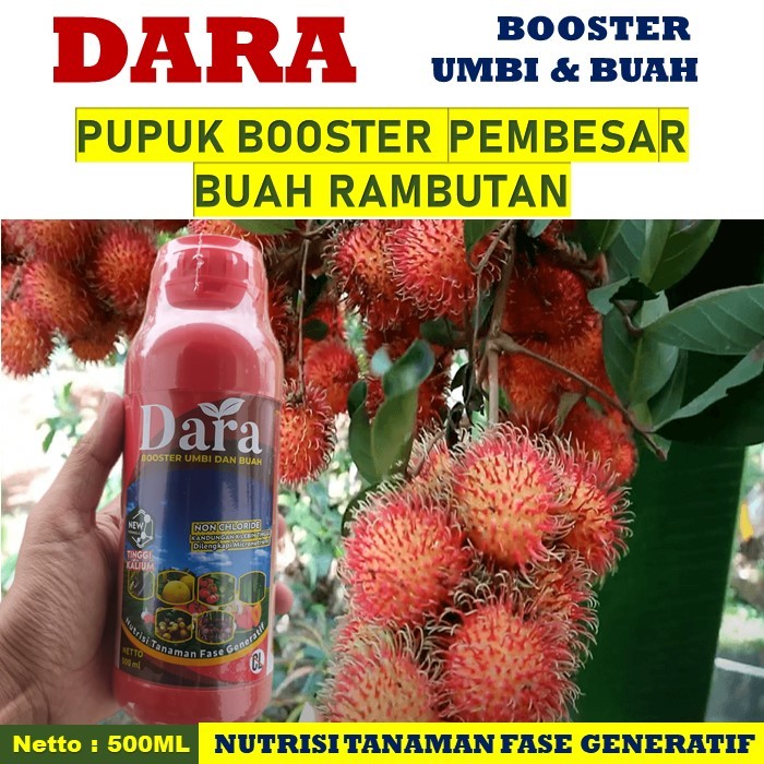 Jual Pupuk Booster Pembesar Buah Rambutan Terbaik DARA isi 500ML Obat Semprot untuk Mempercepat ...