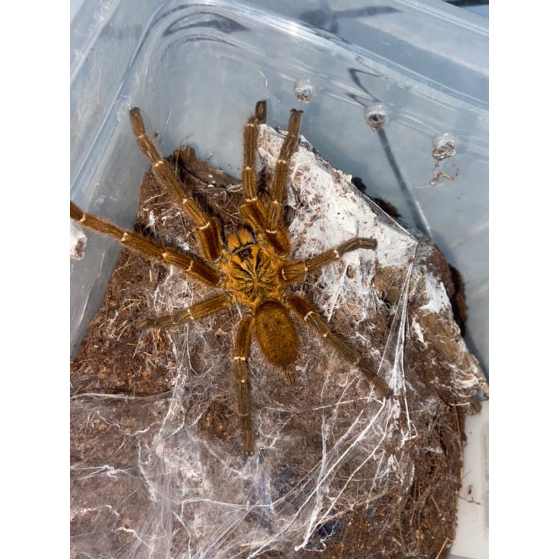 Jual Tarantula Pterinochilus murinus / orange baboon tarantula ...
