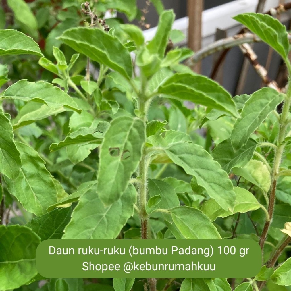 Jual Daun ruku ruku 200 gr | Shopee Indonesia