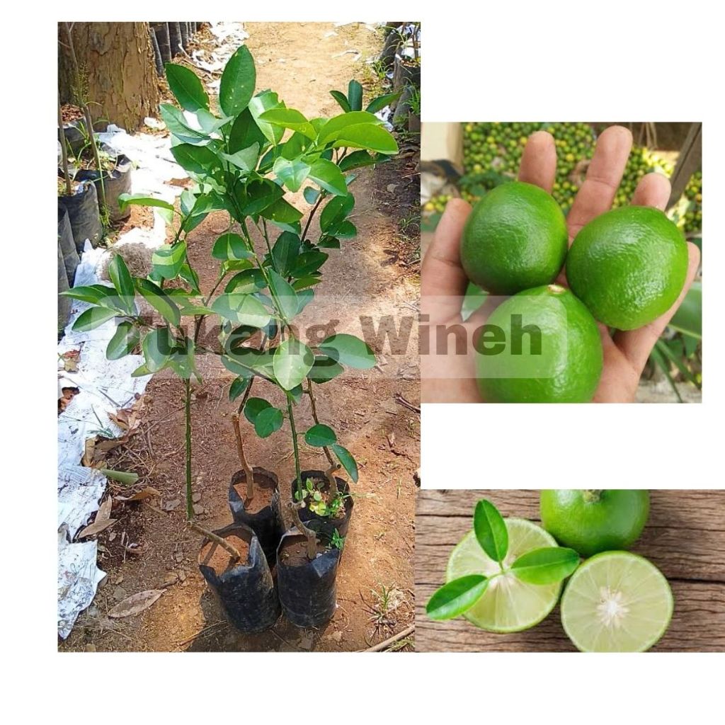 Jual Bibit Pohon Jeruk Nipis / Jeruk Pecel Untuk Penyedap Masakan ...