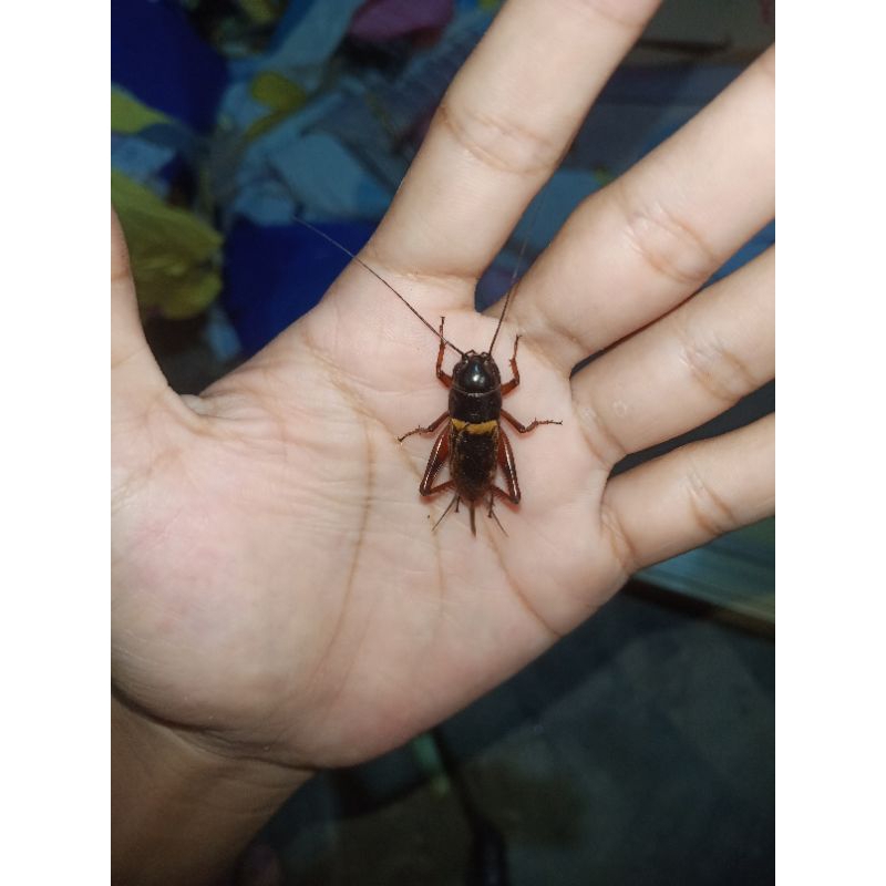 Jual JANGKRIK HIDUP SUDAH SAMA KANDANG / JANGKRIK ADUAN HIDUP ...