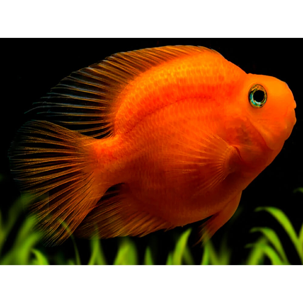 Jual RED Parrot - Ikan Hias air tawar Tank mate Louhan / Predator ...