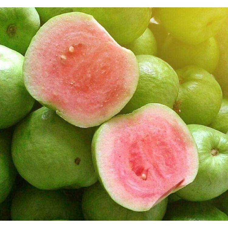 Jual Bibit Tanaman Buah Jambu Kristal Merah/Jambu Red Diamond | Shopee ...