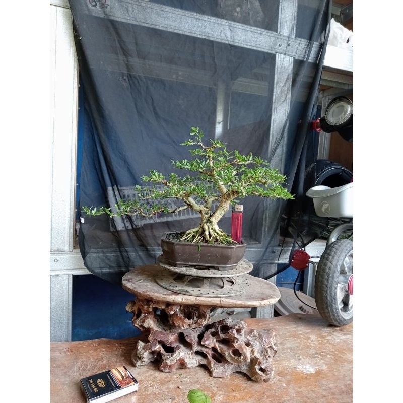 Jual NND BONSAI - SAENG SIMBUR MICRO VETNAM UKURAN SEMOL | Shopee Indonesia