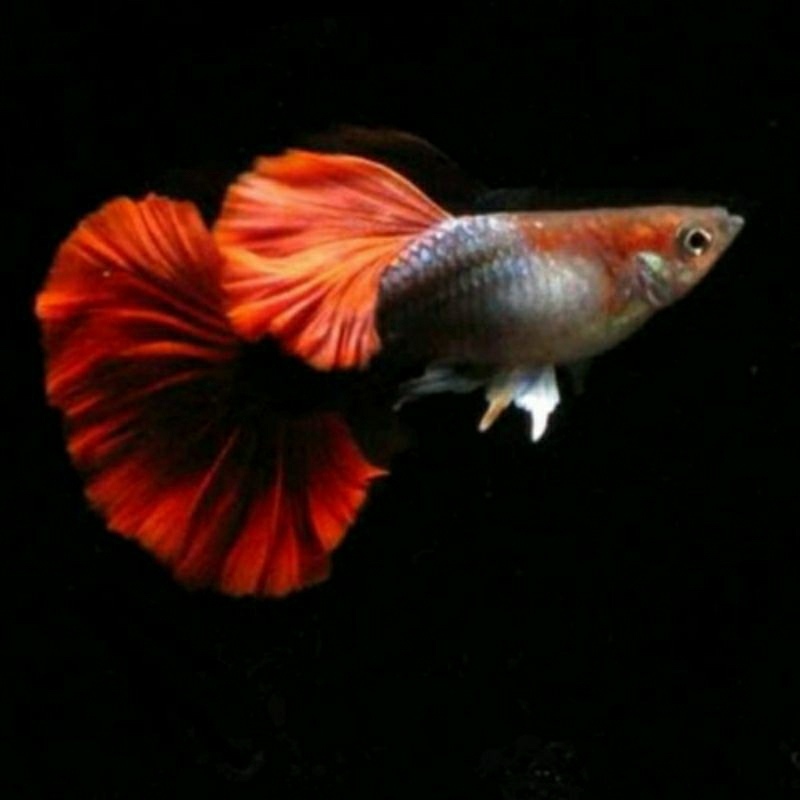 Jual Stiker Cap Ikan Guppy HB Red Rosetail | Shopee Indonesia