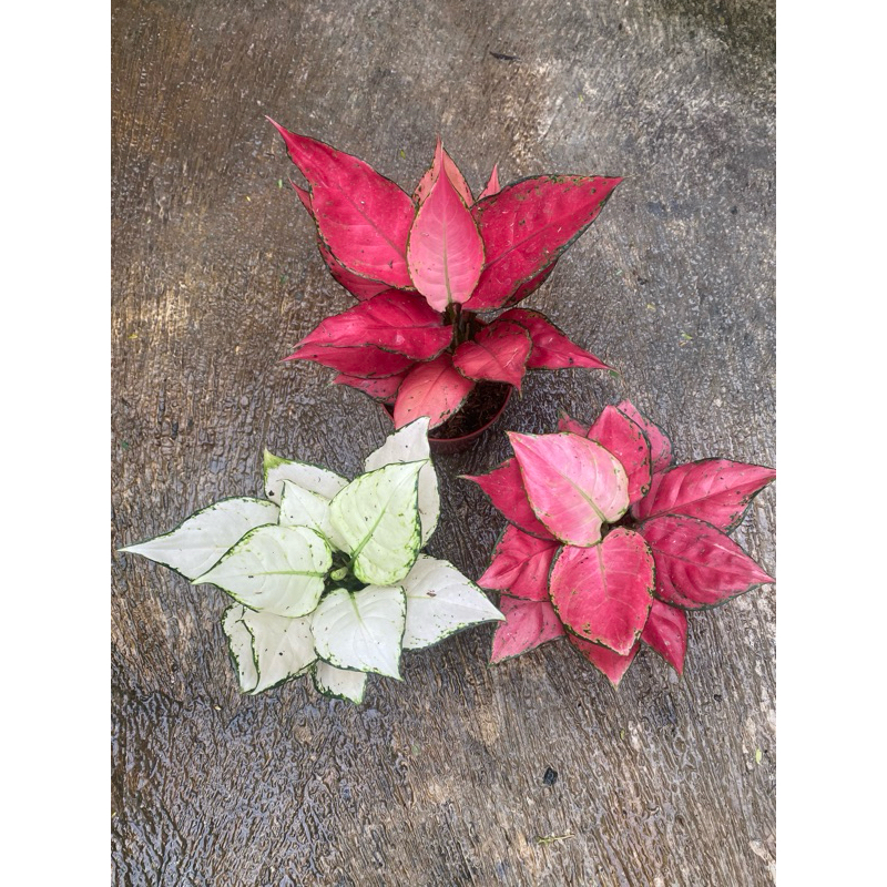 Jual paket aglonema red Anja ,super whait, red garuda | Shopee Indonesia