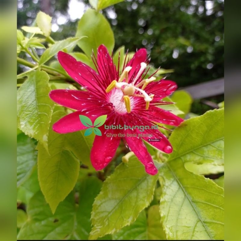 Jual Tanaman hias Bunga rambat Passiflora coccinea | Shopee Indonesia