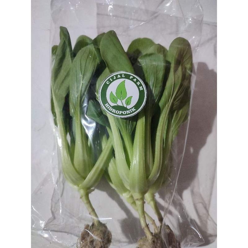 Jual Pakcoy Hidroponik sayur segar Bandung | Shopee Indonesia