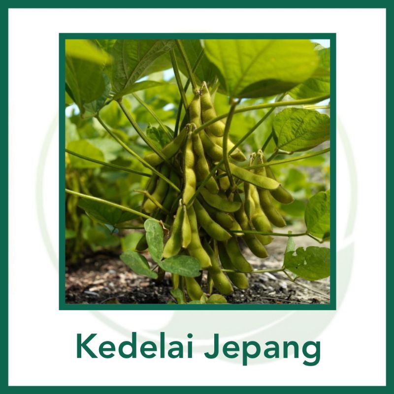 Jual 4 Biji - Benih Kedelai Jepang Edamame Kyoko Import - Bibit Tanaman ...