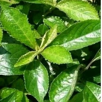 Jual daun pecah beling /daun keji beling 800gr | Shopee Indonesia