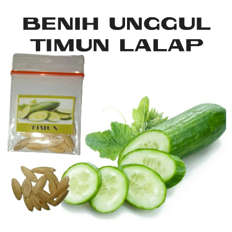 Jual Benih Sayuran Timun Unggul Ratusan Benih Sayur Benih Bibit Sayuran ...