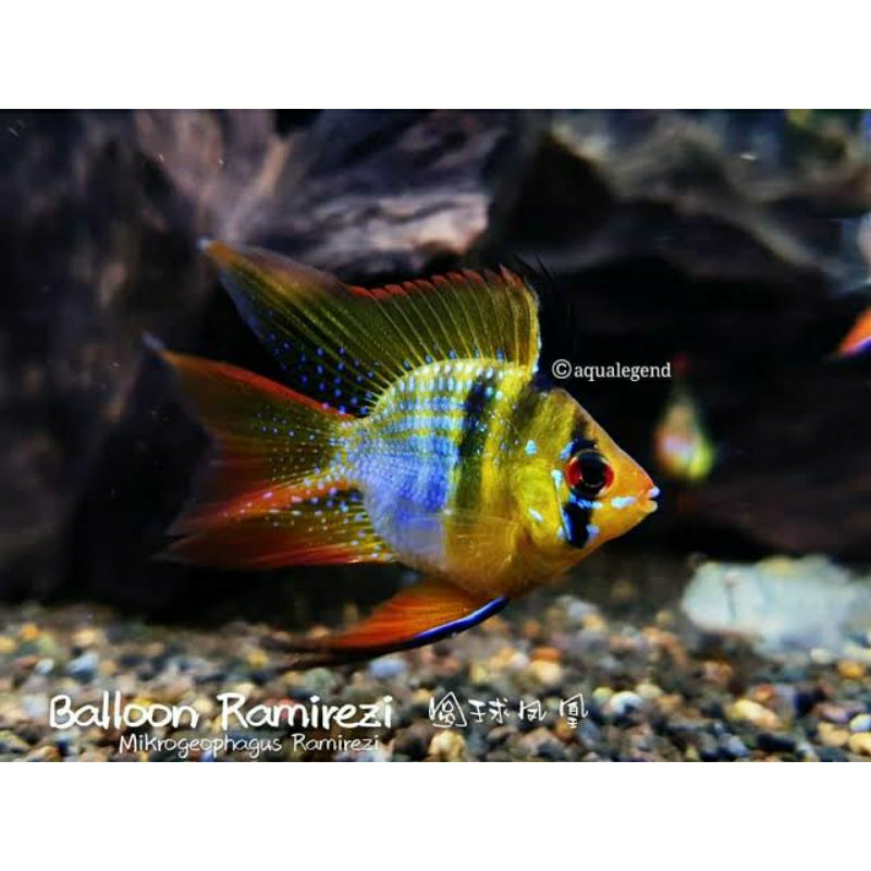 Jual ikan hias ramirezi german jerman aquarium aquascape ikan blue biru ...