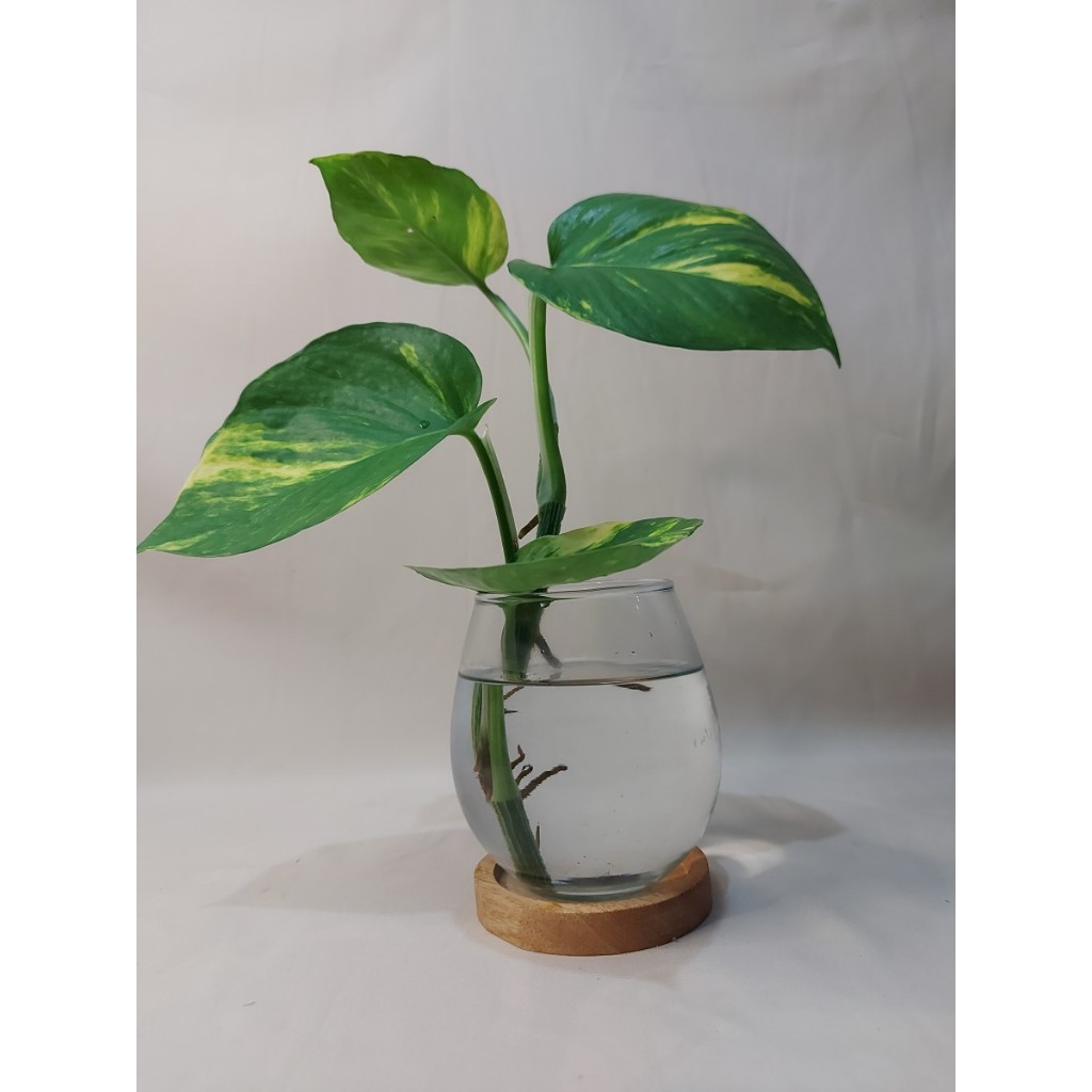 Jual Urban Craft - Vas Bunga Kaca Minimalis Pot Tanaman Air/Vas Kaca ...