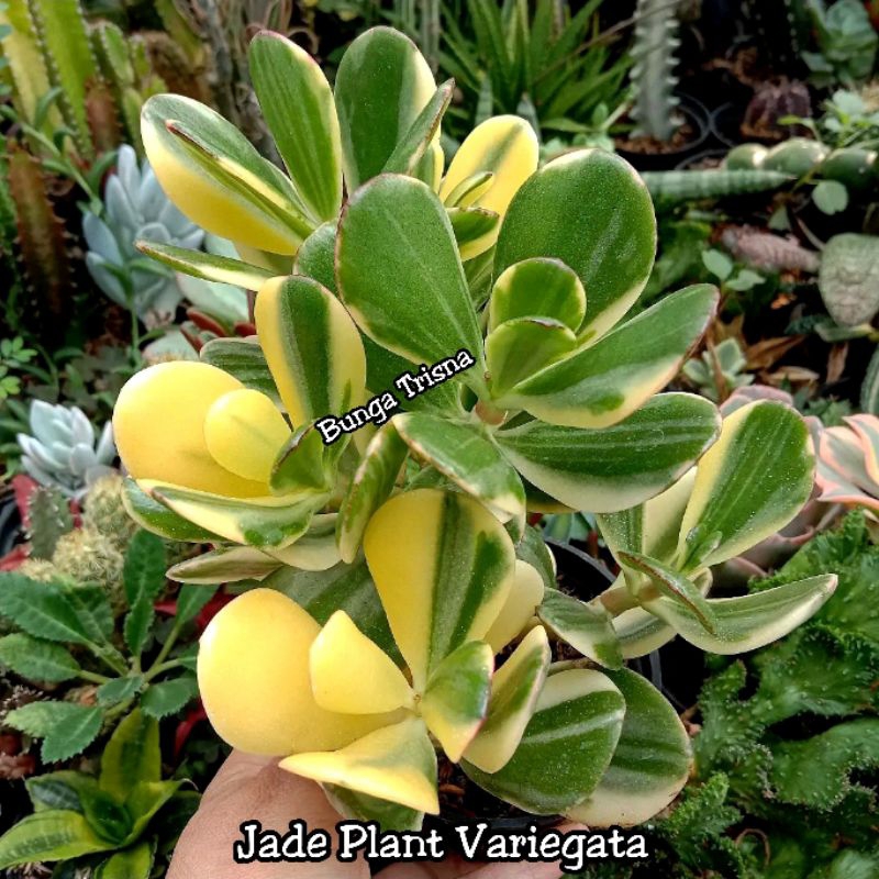 Jual TANAMAN JADE PLANT/ VARIEGATA/BONSAI MINI/INCLUDE POT PUTIH ...