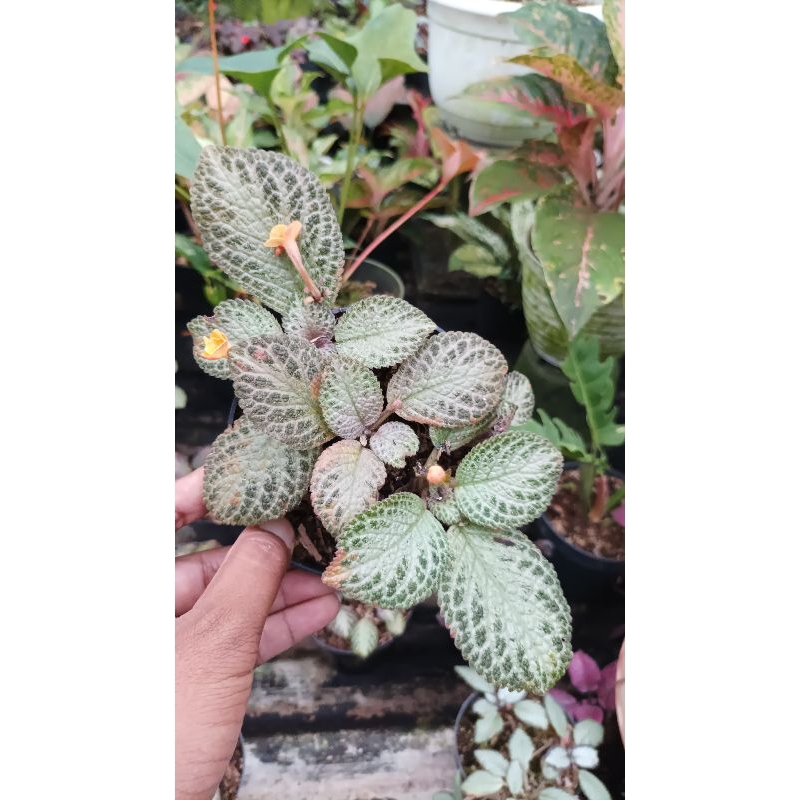Jual Episcia Blushing Lisa (bunga Oren) | Shopee Indonesia
