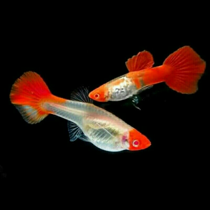 Jual ikan guppy koi platinum | Shopee Indonesia