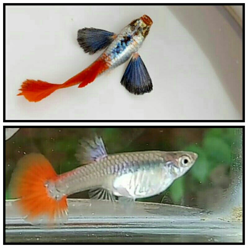 Jual ikan guppy platinum red tail dumbo ear - guppy prtde - sepasang | Shopee Indonesia