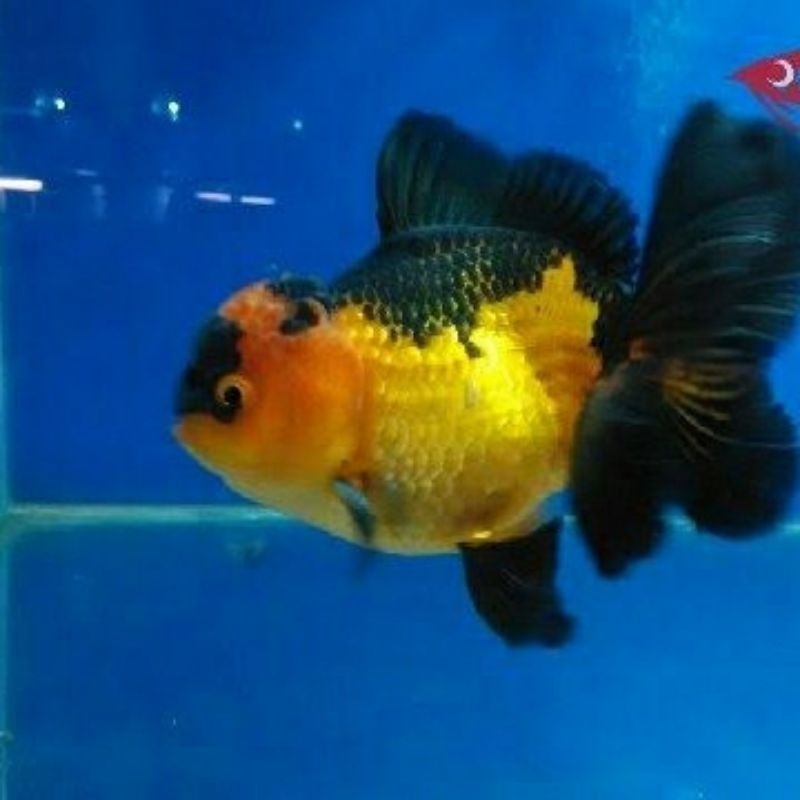 Jual koki Oranda black gold ikan mas koki Oranda black gold | Shopee ...