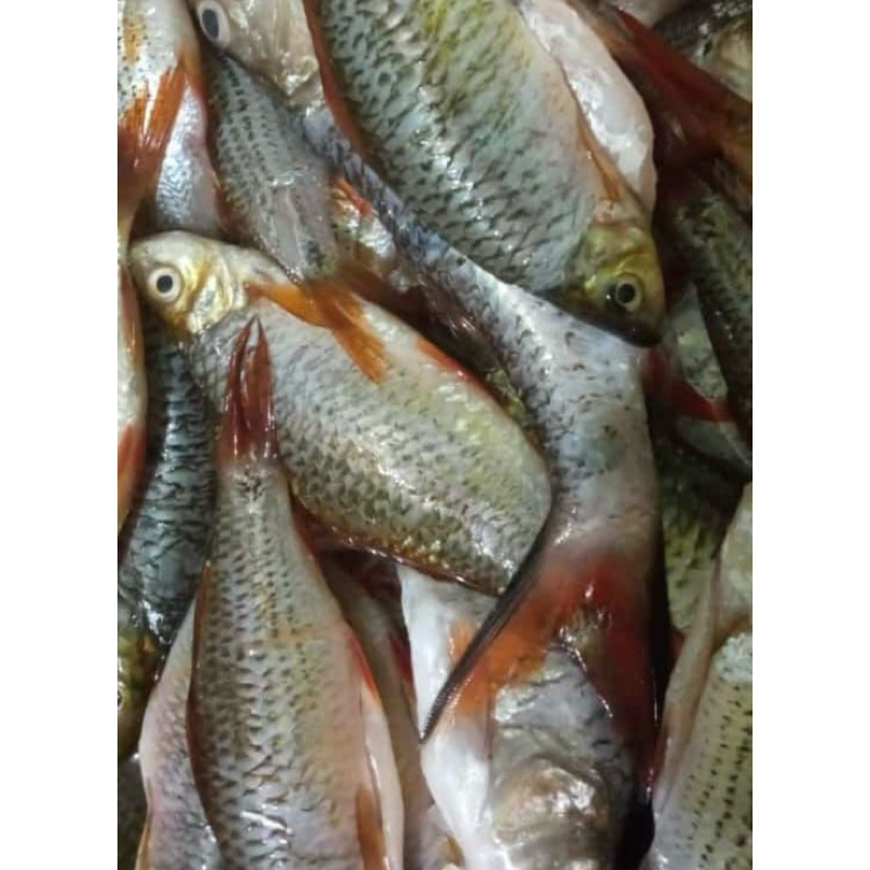 Jual Ikan Wader Frozen (Ukuran Besar) 500 Gram | Shopee Indonesia