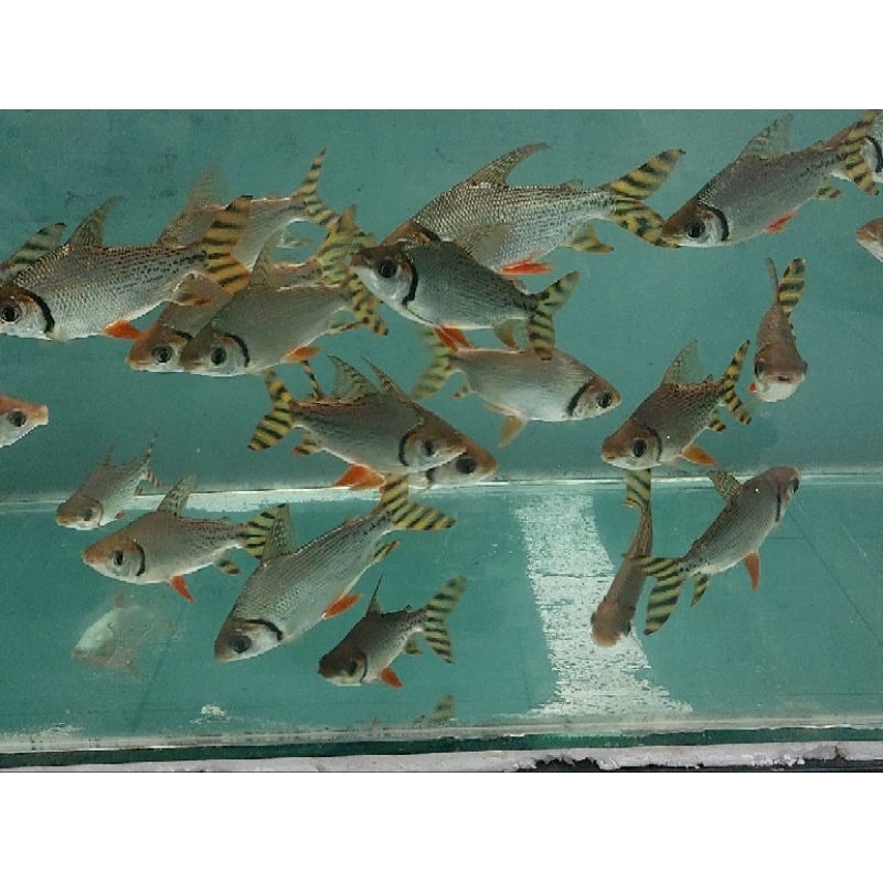 Jual Ikan RFF Red Feifeng American Flagtail | Shopee Indonesia