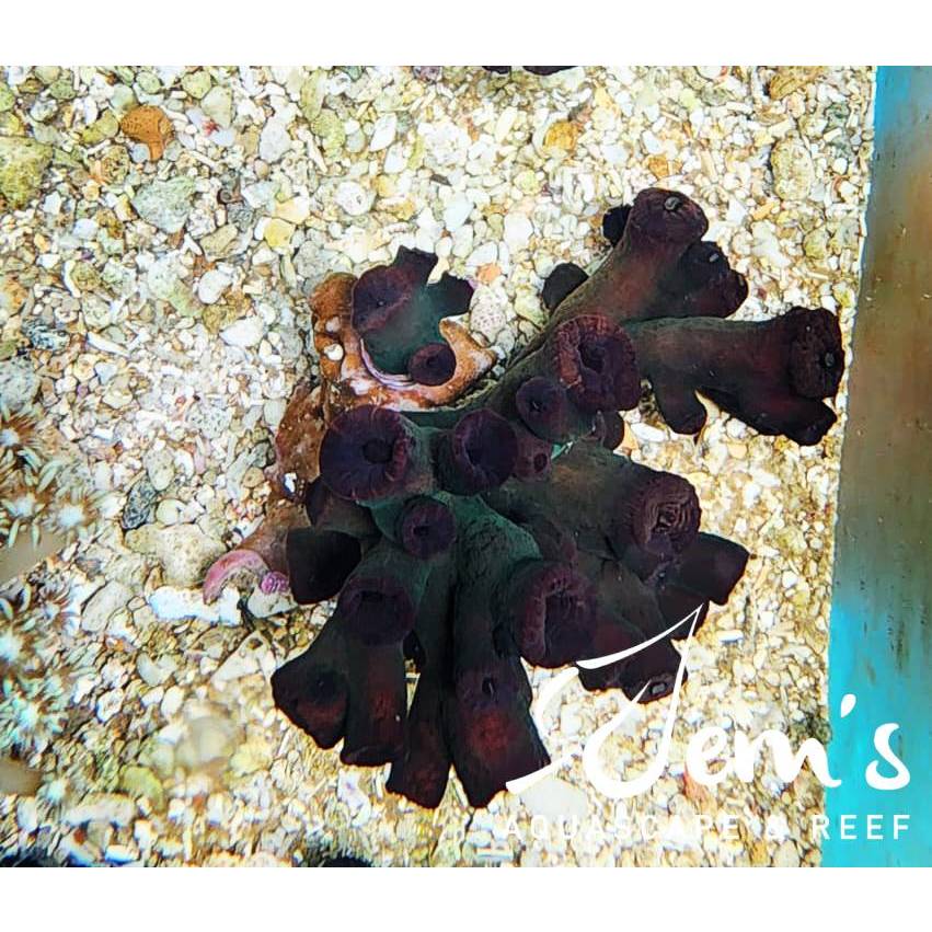 Jual Coral Polip Matahari Hitam (Black Tube Coral) | Shopee Indonesia