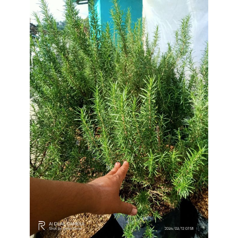 Jual tanaman Rosemary ukuran extra besar rimbun | Shopee Indonesia
