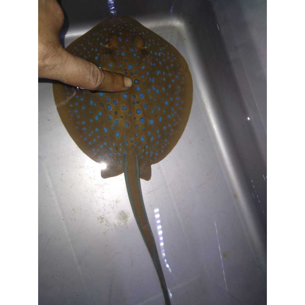 Jual Pari Totol BIRU - Bluespotted Ribbontail Ray | Shopee Indonesia