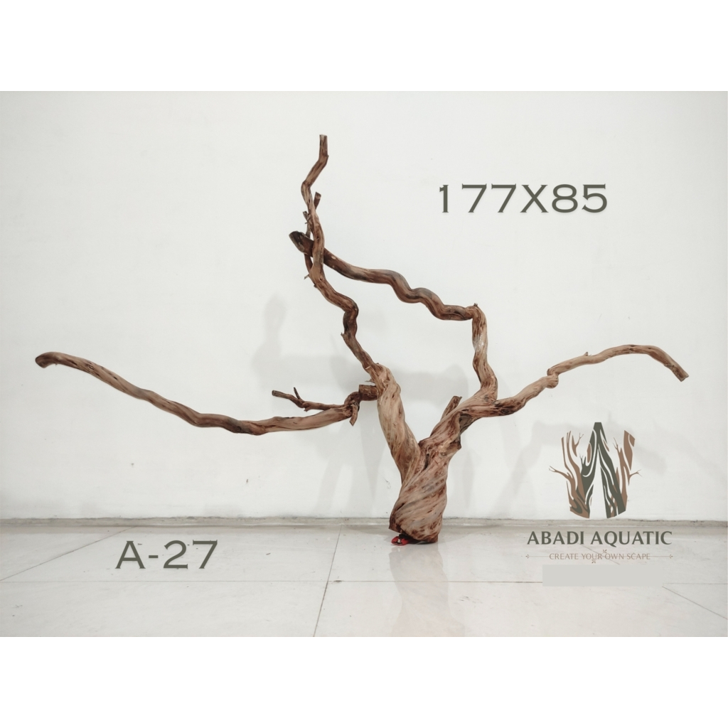 Jual Akar Kayu Santigi Laut ukuran XL | Shopee Indonesia