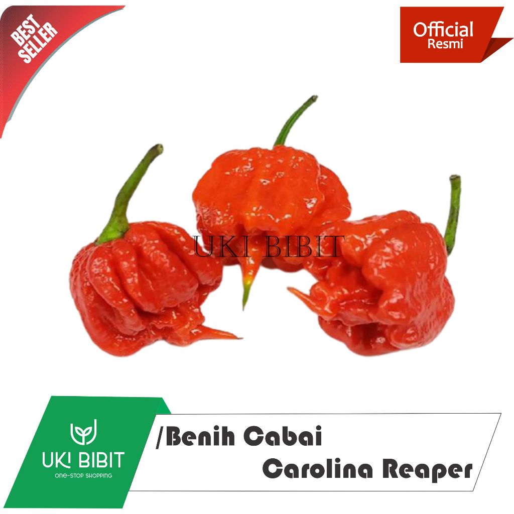 Jual ( 1 Butir ) Benih Biji Cabe Carolina Reaper | Cabe Terpedas ...