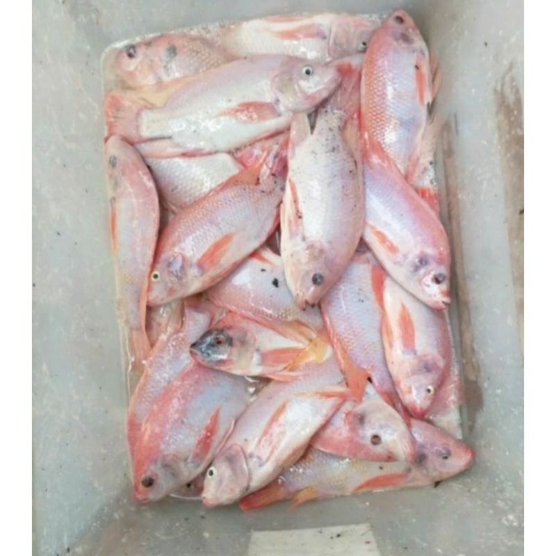 Jual Ikan Nila Merah Segar 1kg | Shopee Indonesia