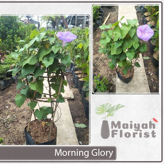 Jual Tanaman Rambat Bunga Morning Glory - Ipomoea Nil - Ipomoea ...
