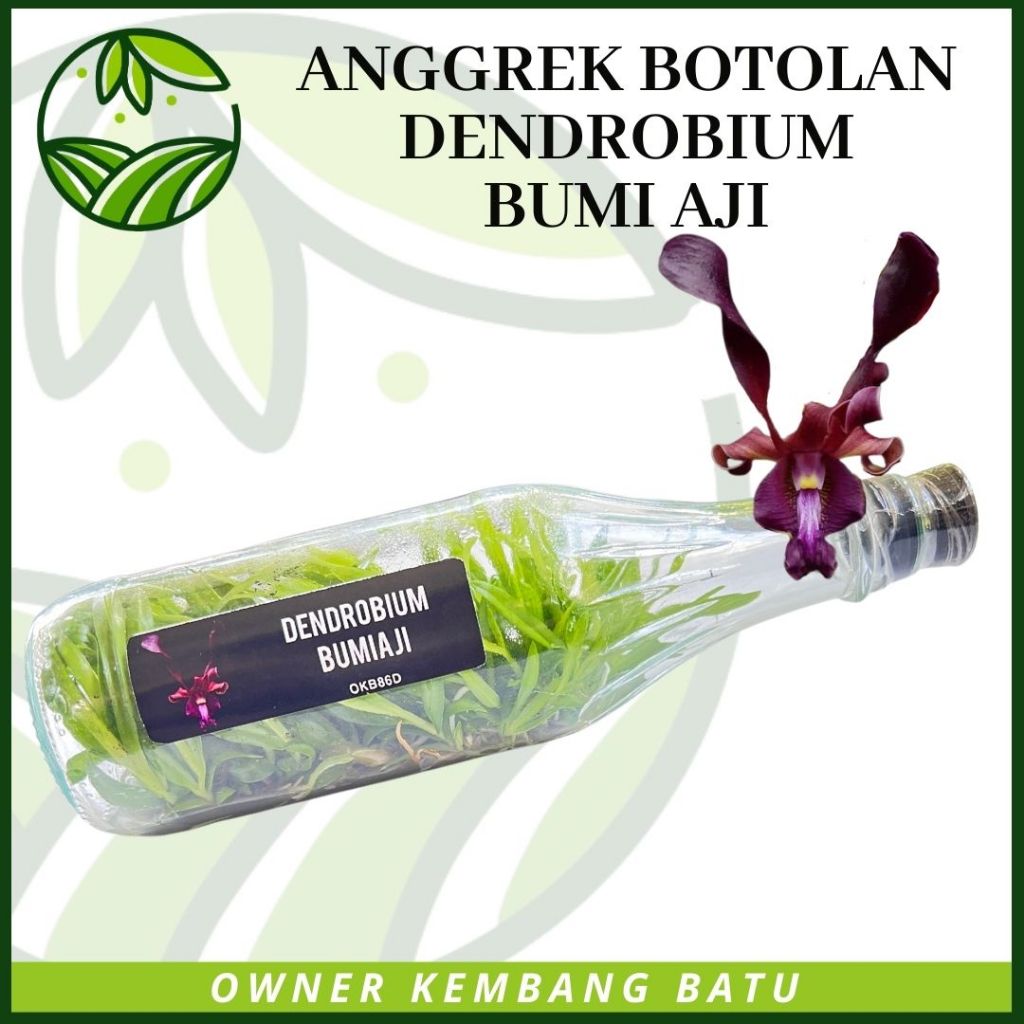 Jual Bibit Botolan Anggrek Dendrobium BUMI AJI Koleksi Langka | Shopee ...