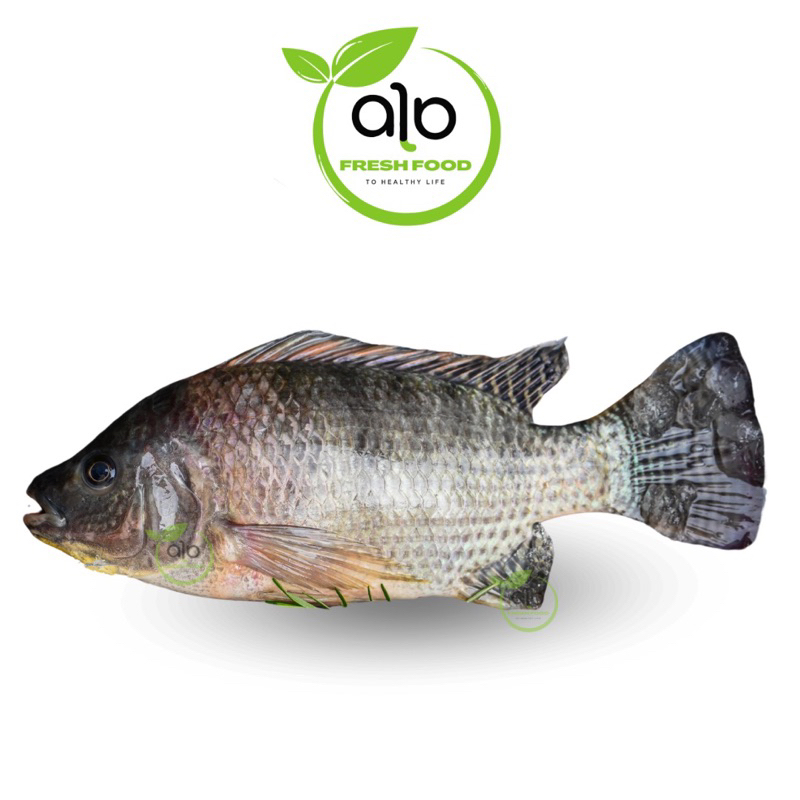 Jual Ikan Nila Toba 1 ekor 800 - 1000gr Medan - ALO Fresh food | Shopee ...