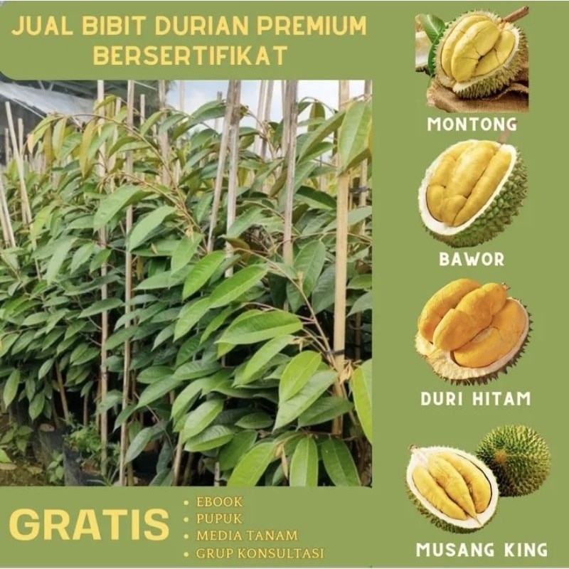 Jual Paket 4 Bibit Durian Bawor-Duri Hitam-Montong-Musangking Batang Besar Siap Berbuah | Shopee ...